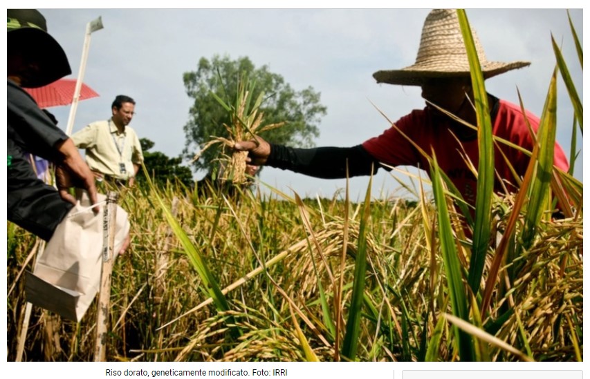 OGM in Asia: cosa sta succedendo e chi sta resistendo?/1